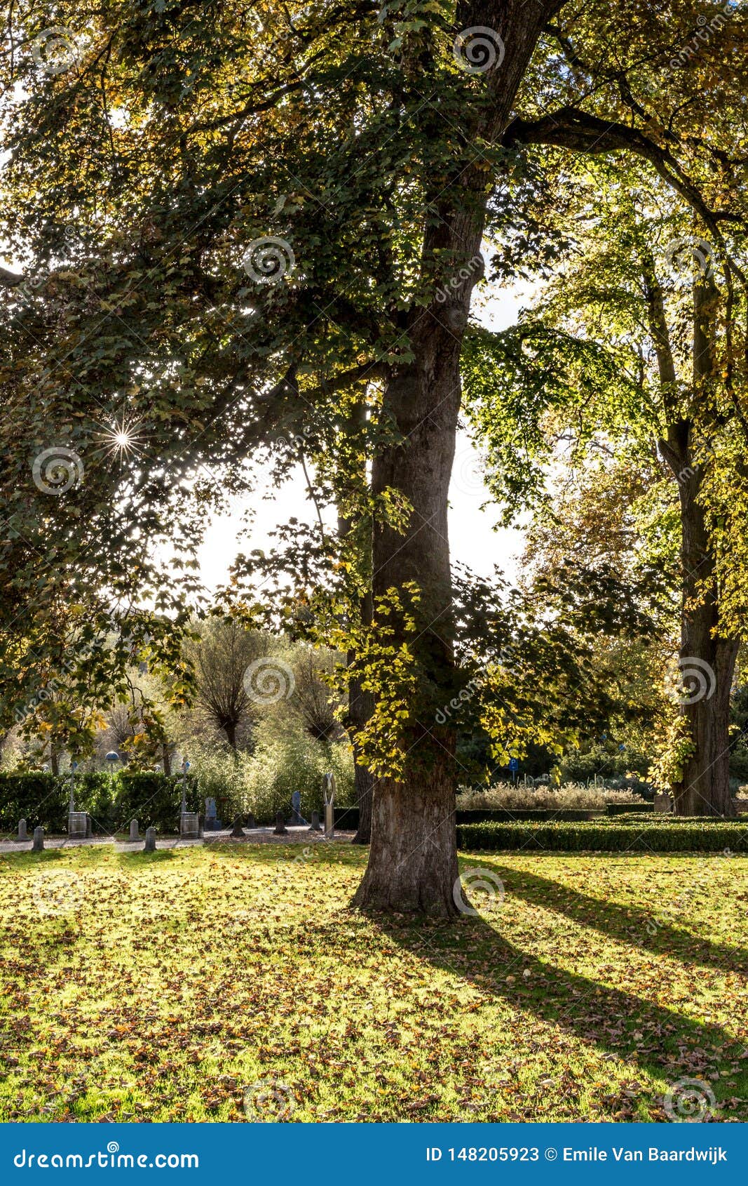 Tree with Branches and Green Leaves in the Middle of a Park Stock Image ... Tree with Branches and Green Leaves in the Middle of a Park Stock Image ...