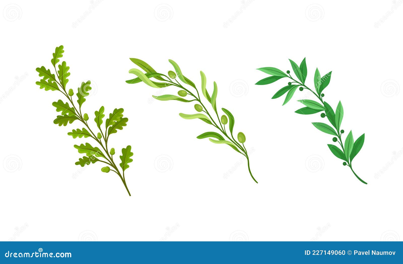 Tree Branches with Green Leaves Set. Twigs of Different Trees Cartoon ...