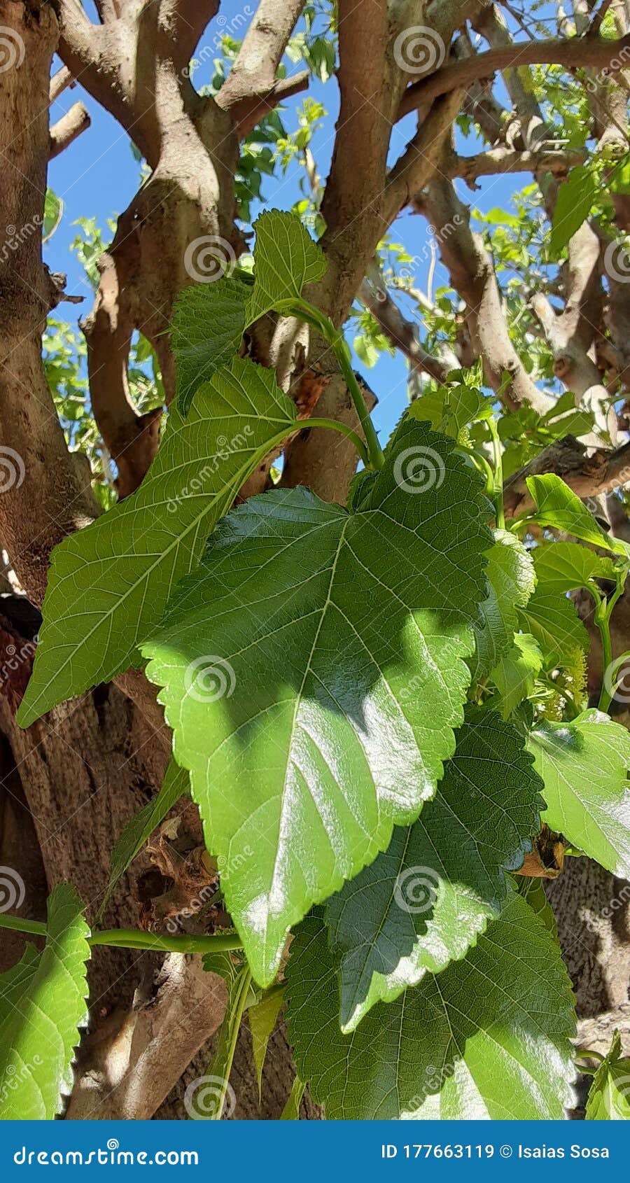 Tree Branches and Green Leaves in Spring Stock Image - Image of tree ...