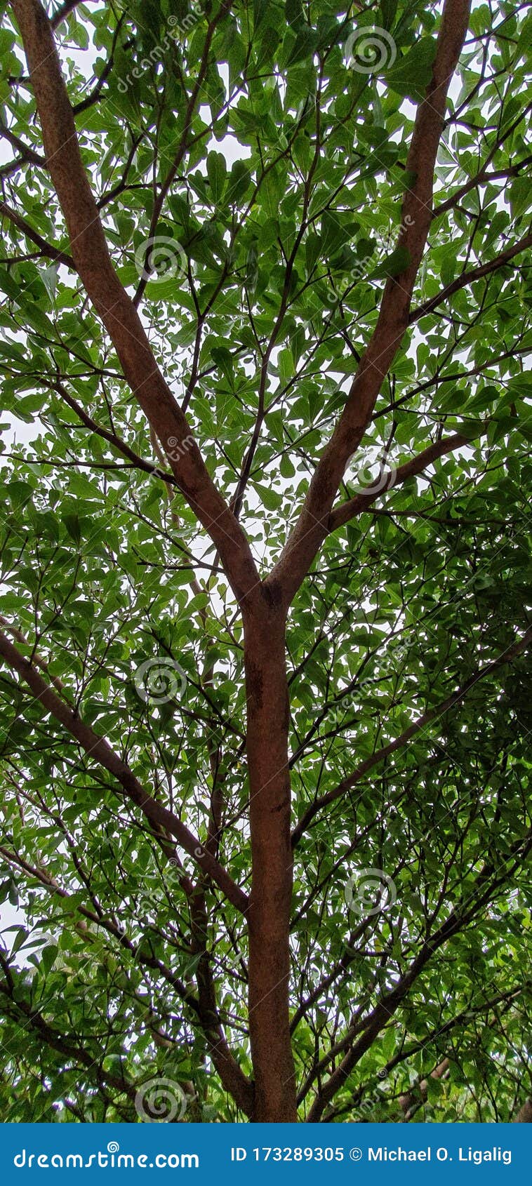 Tree Branches and Green Leaves Under Overcast Sky Stock Image - Image ... Tree Branches and Green Leaves Under Overcast Sky Stock Image - Image ...