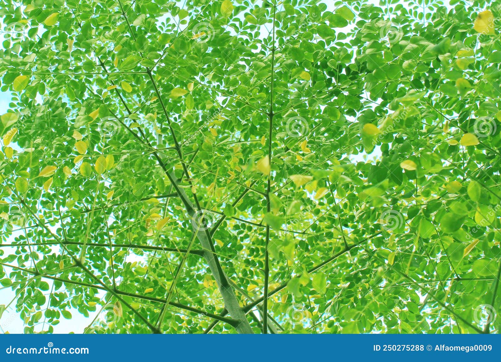 Tree Branches and Green Branches of Moringa Tree with Leaves Stock ...