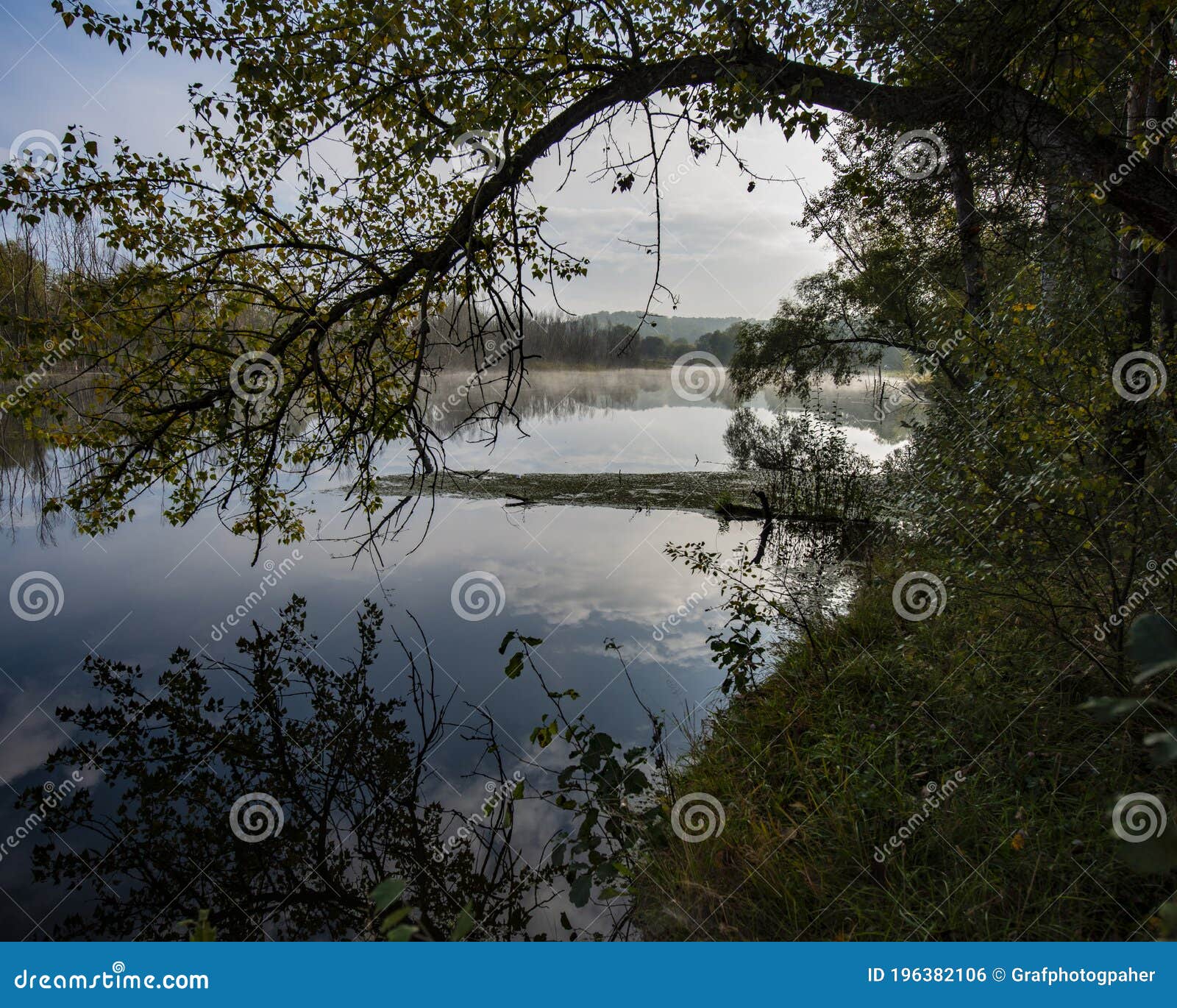 Tree Branches Hang Over the Water in the River Stock Photo - Image of ...