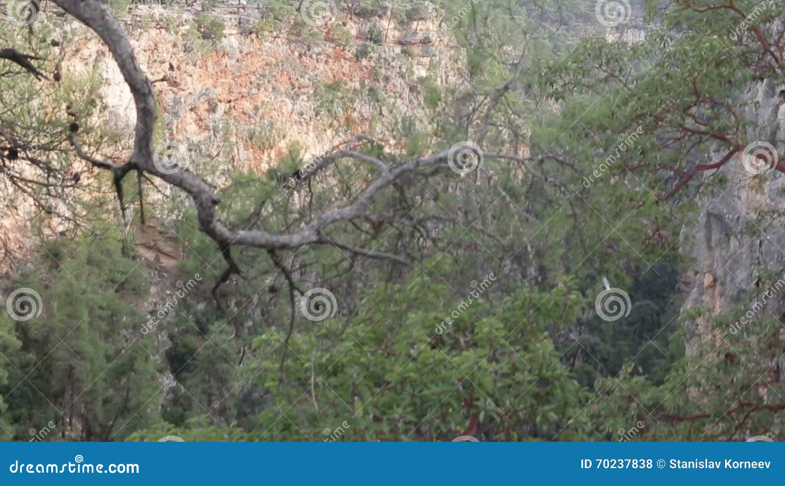 Tree Branches Hanging Over the Canyon Cliff Mountains in the Background ...