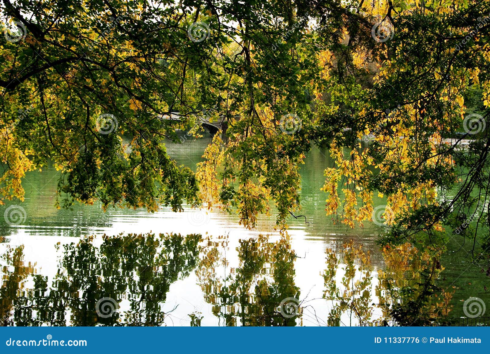 Tree Branches Hanging Over Lake Stock Photo - Image of autumn, scenery ...