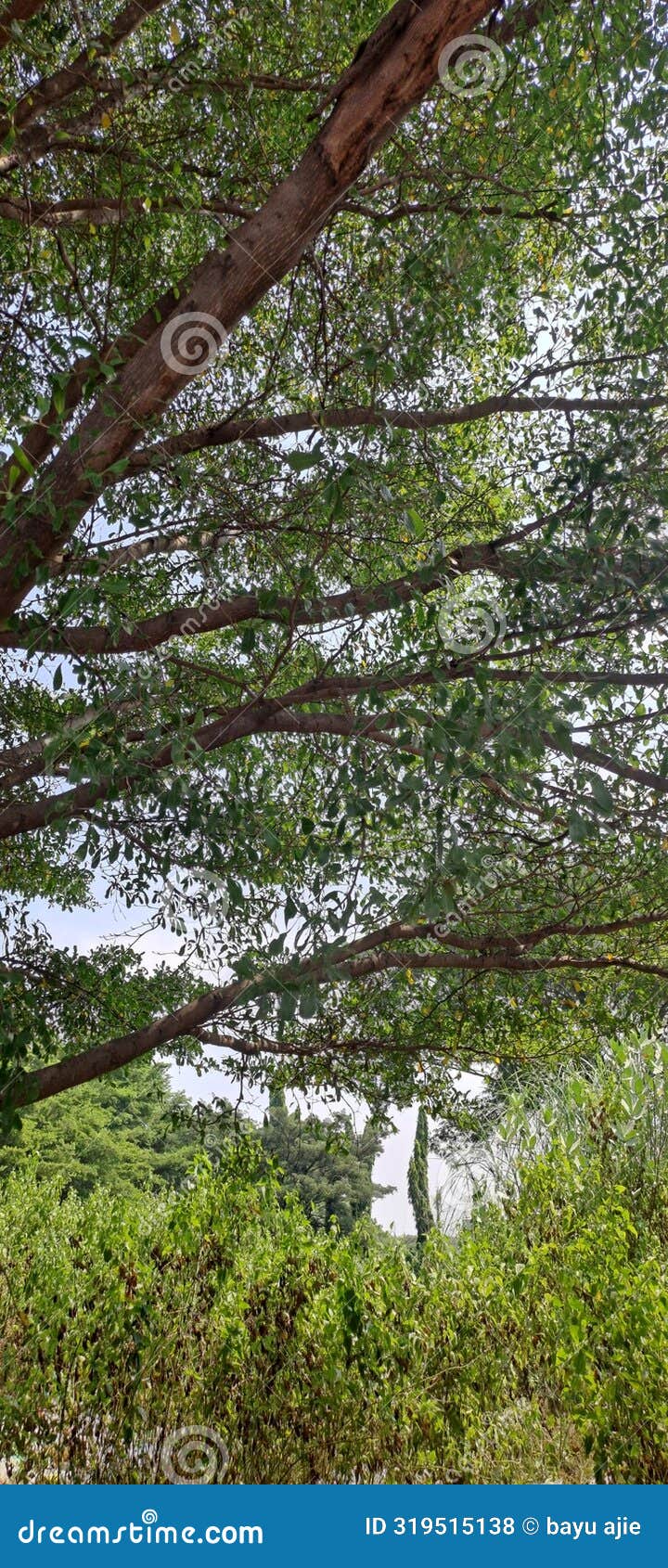 Shady Green Tree with Many Branches, Side View. Stock Photo - Image of ...