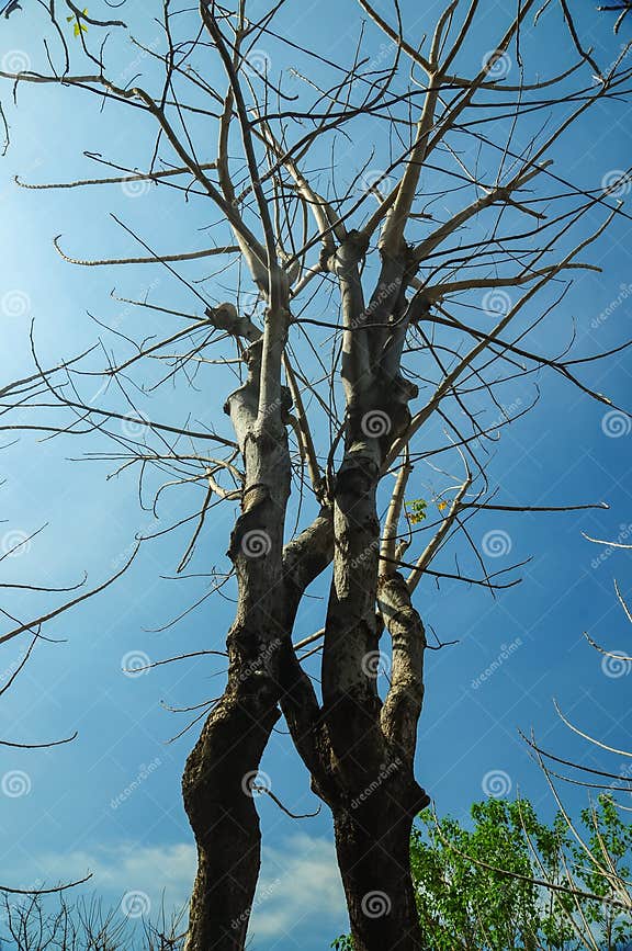 A Tree with Branches that Have Withered Stock Photo - Image of idyllic ...