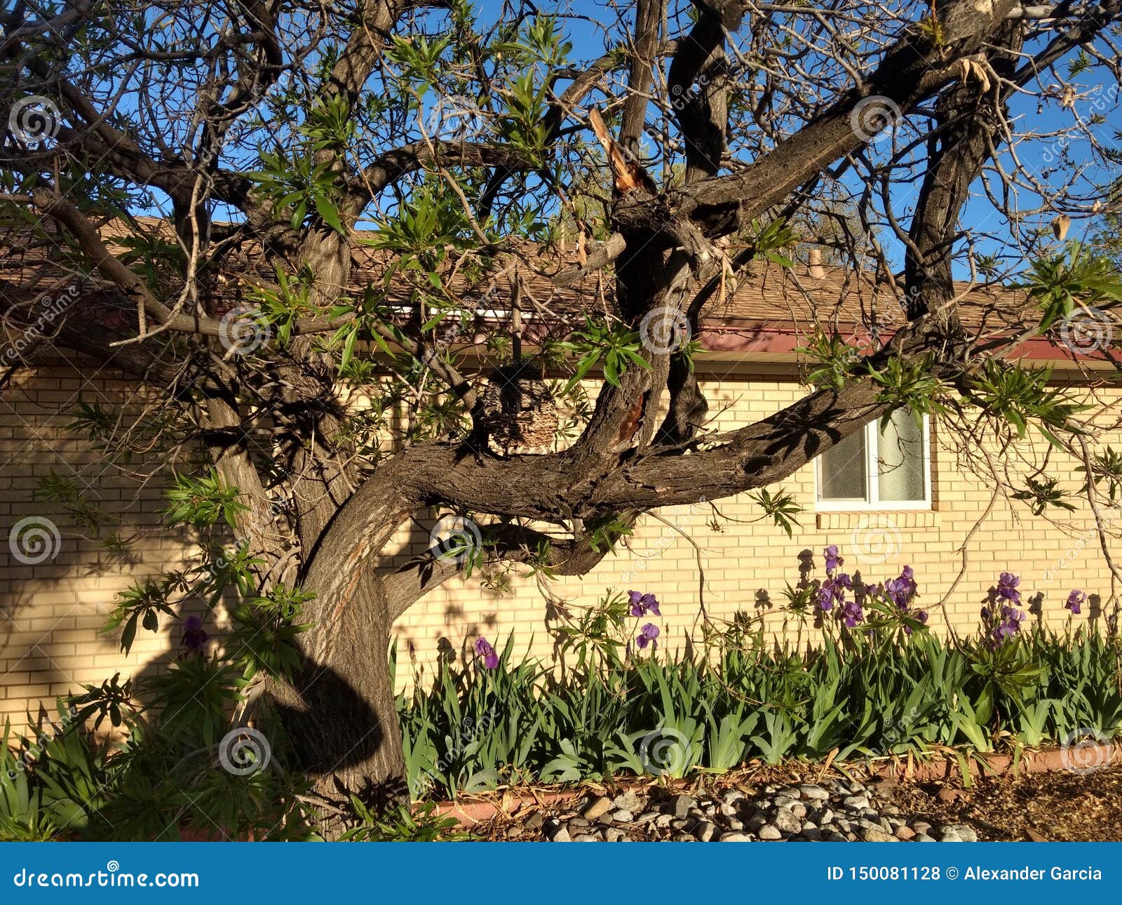 Tree stock photo. Image of tree, branches, house - 150081128