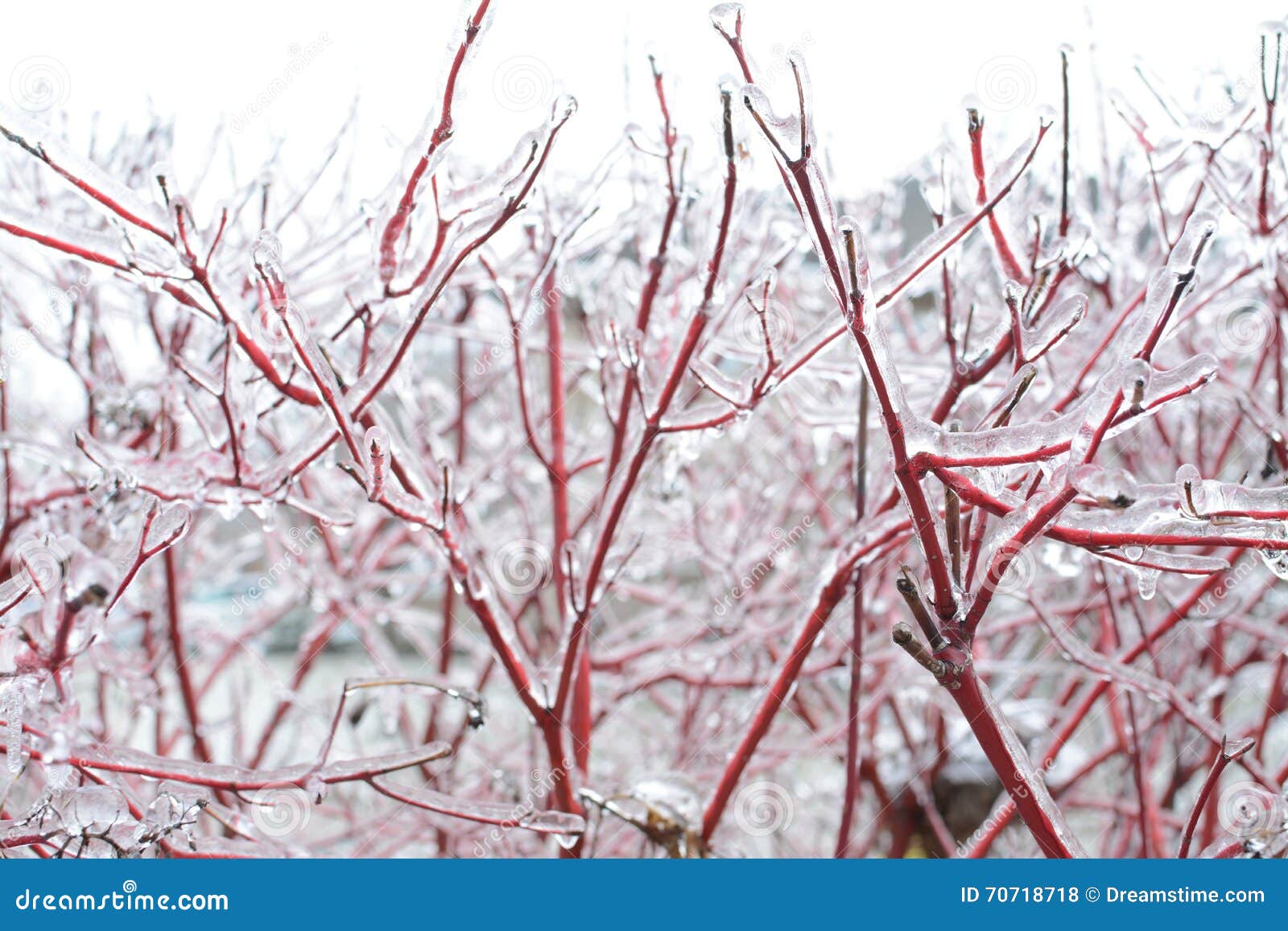 Tree Branches during Ice Storm Stock Photo - Image of storm, subject ...