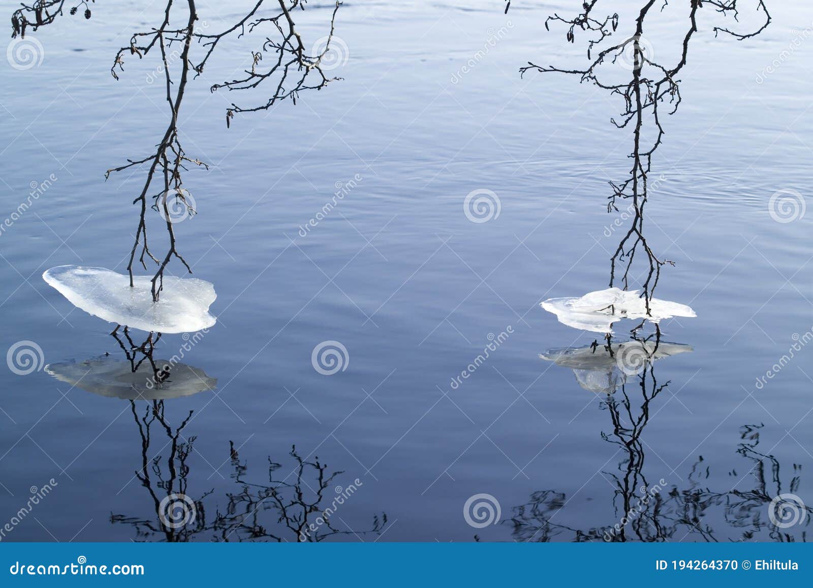 Tree Collars Stock Photos - Free & Royalty-Free Stock Photos from ...