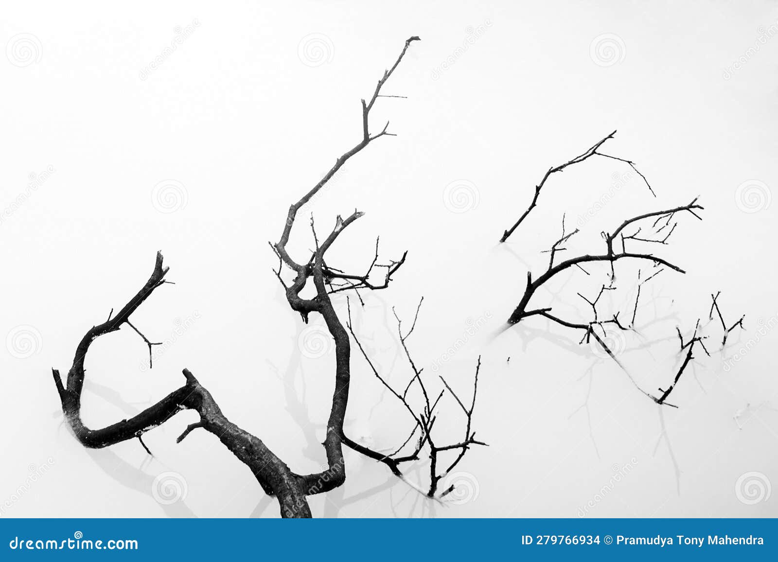 Tree Branches Immersed in Water Stock Photo - Image of longexposure ...