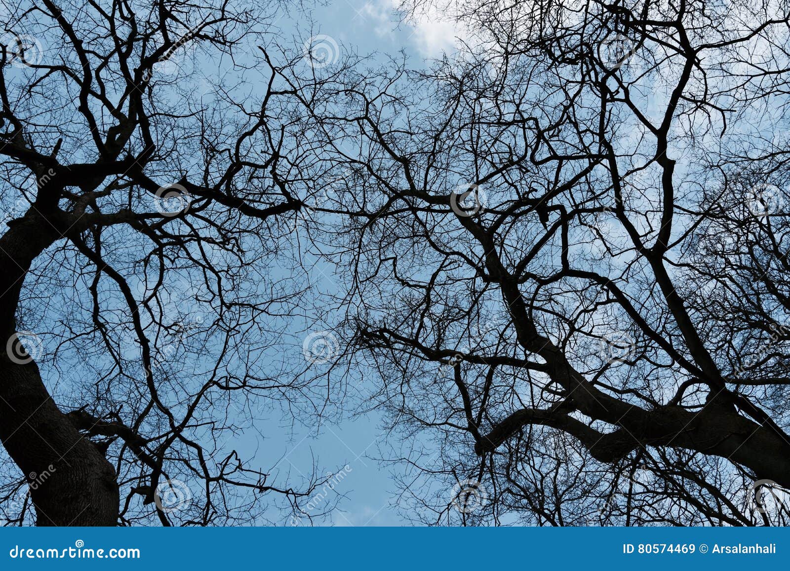 Tree Branches Intersecting stock image. Image of trees - 80574469