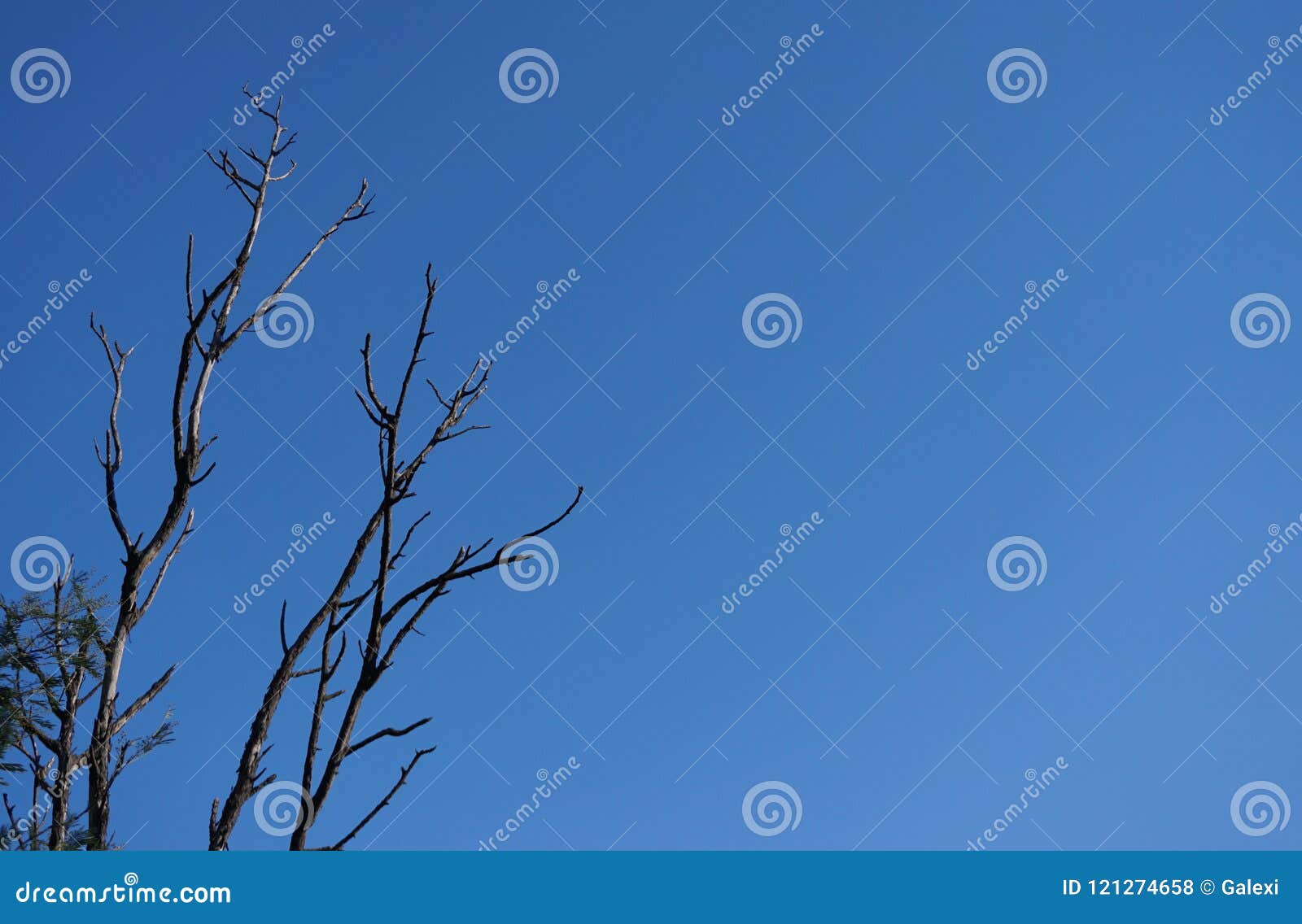 Tree Branches Isolated Over Blue Sky Stock Photo - Image of dead, rural ...