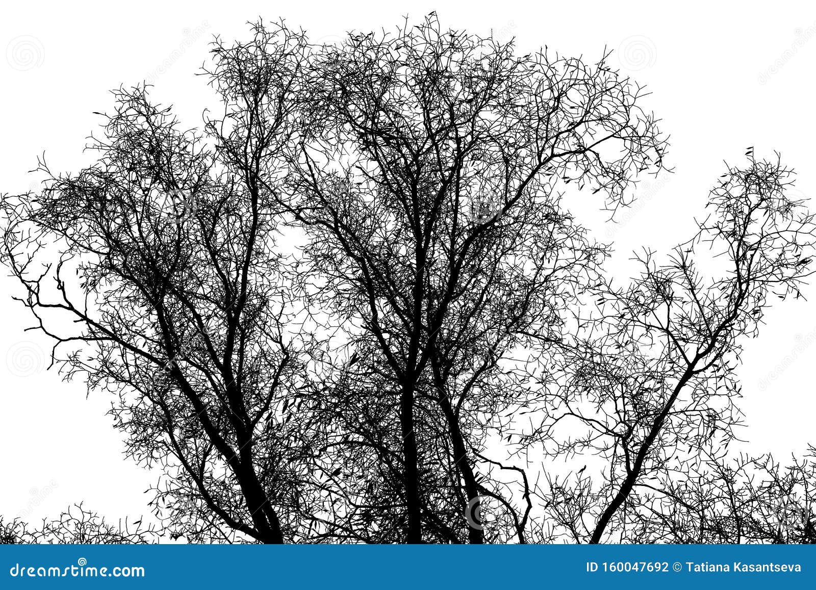 Tree Branches Isolated on a White Background Stock Photo - Image of ...