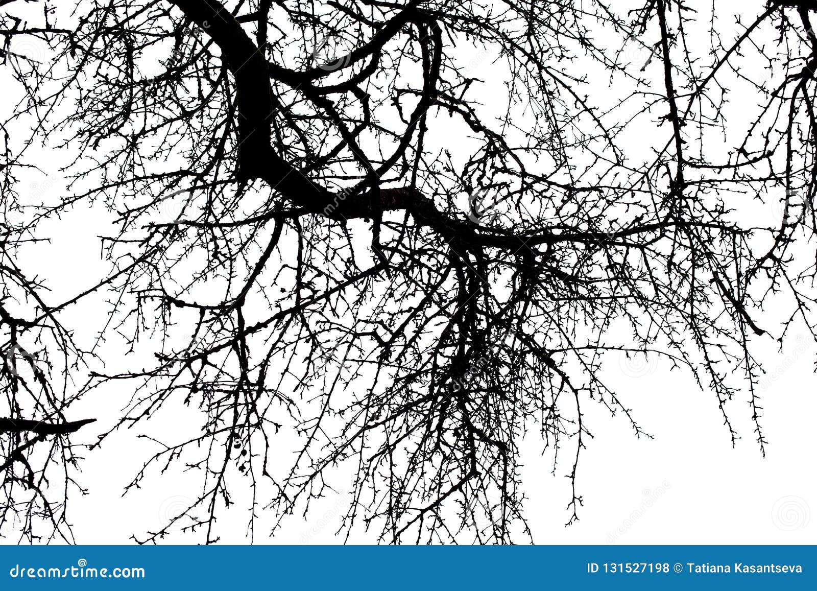 Tree Branches Isolated on the White Background Stock Photo - Image of ...