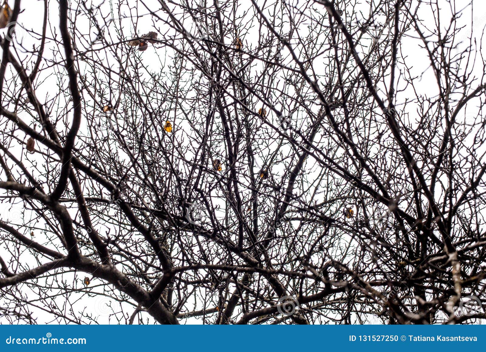 Tree Branches Isolated on the White Background Stock Photo - Image of ...