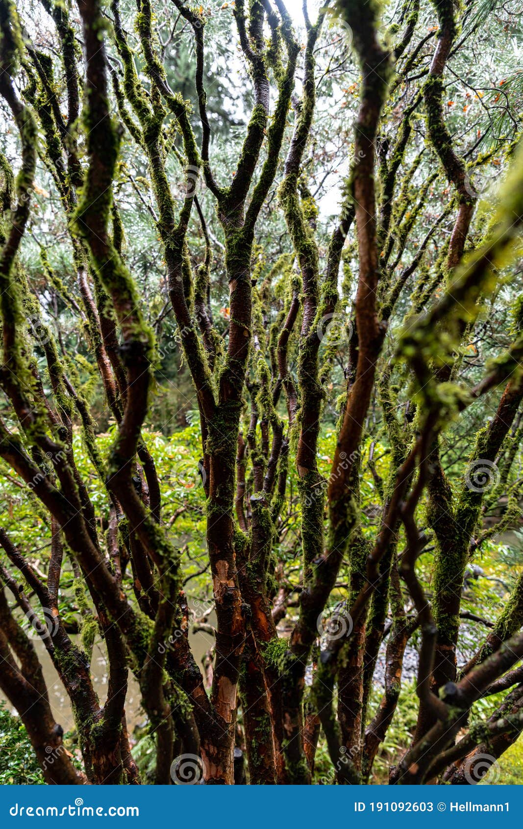 Tree Branches in a Japanese Garden Stock Image - Image of scenic ...