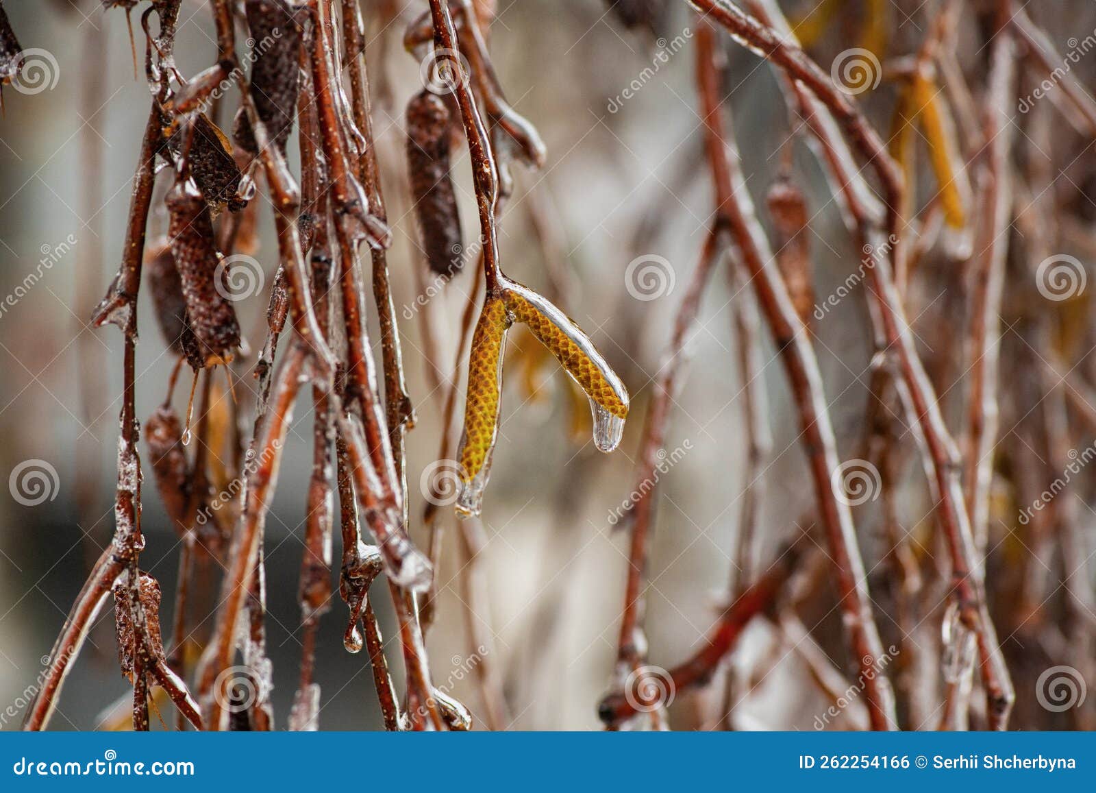 Tree Branches with a Layer of Ice on it during Freezing Rain in Winter ...