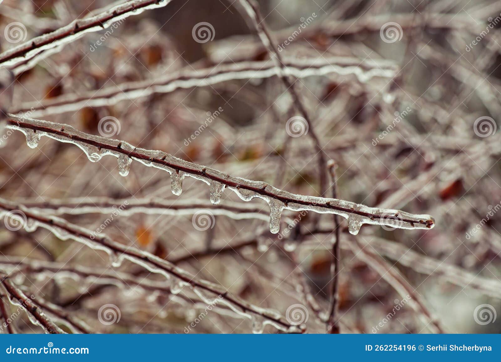Tree Branches with a Layer of Ice on it during Freezing Rain in Winter ...