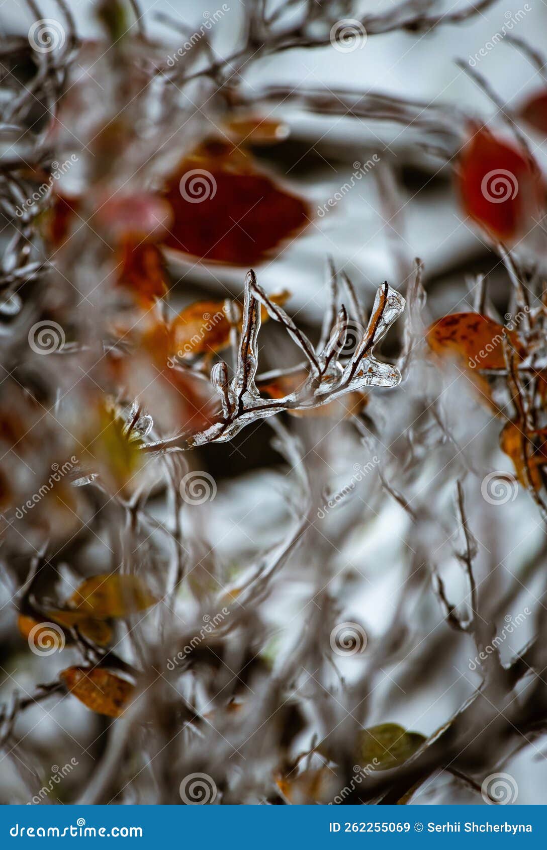Tree Branches with a Layer of Ice on it during Freezing Rain in Winter ...