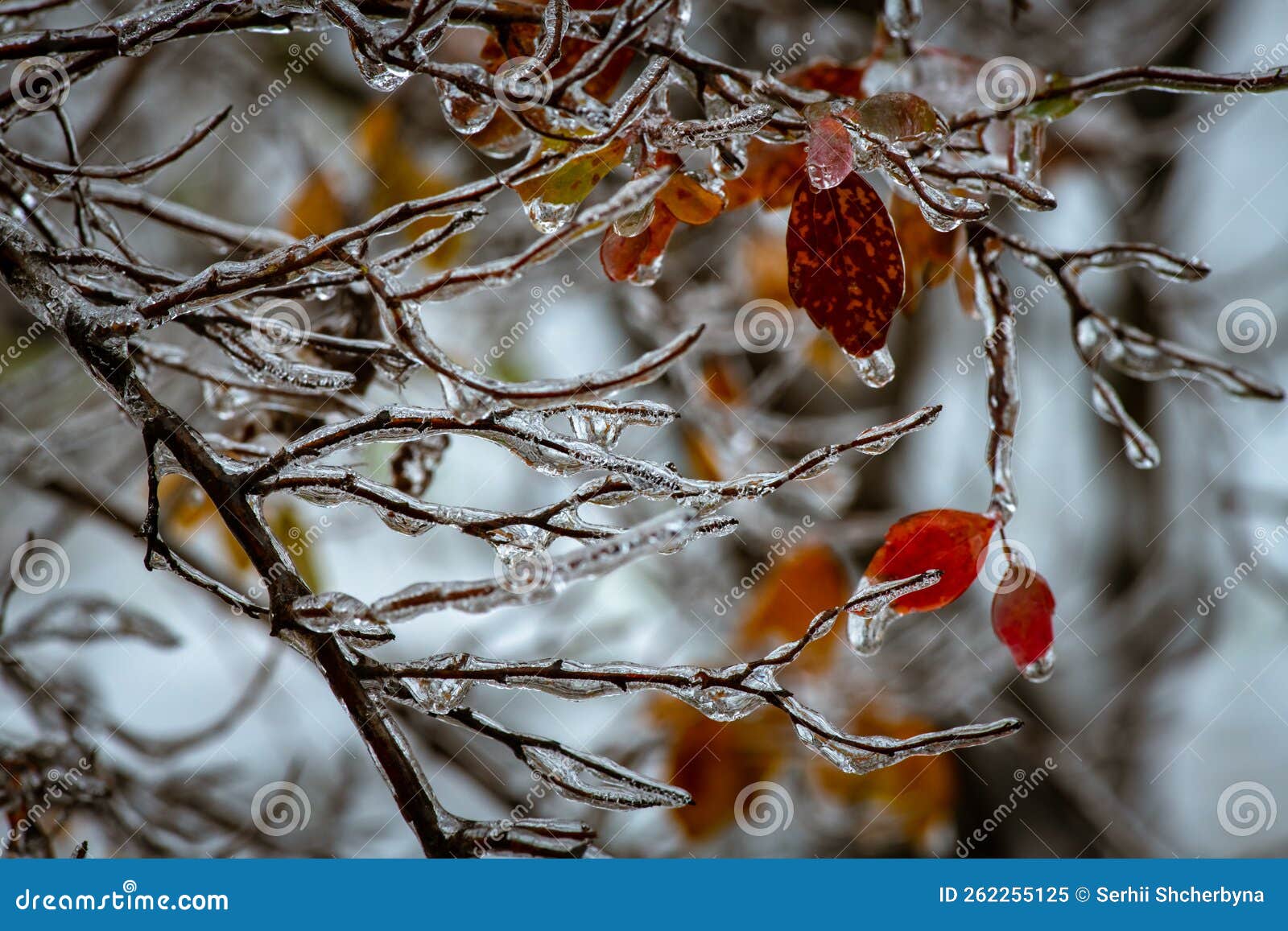 Tree Branches with a Layer of Ice on it during Freezing Rain in Winter ...