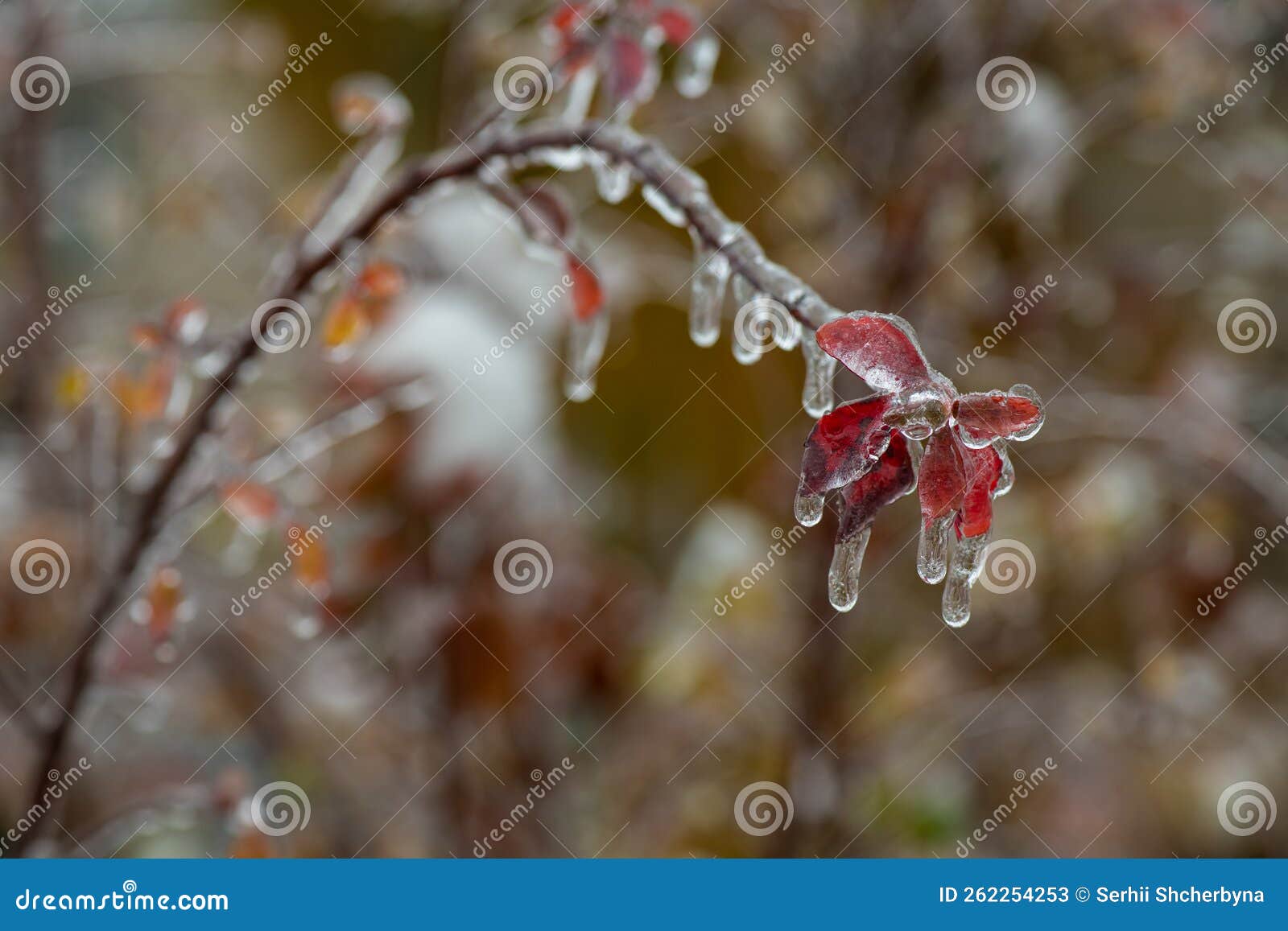 Tree Branches with a Layer of Ice on it during Freezing Rain in Winter ...