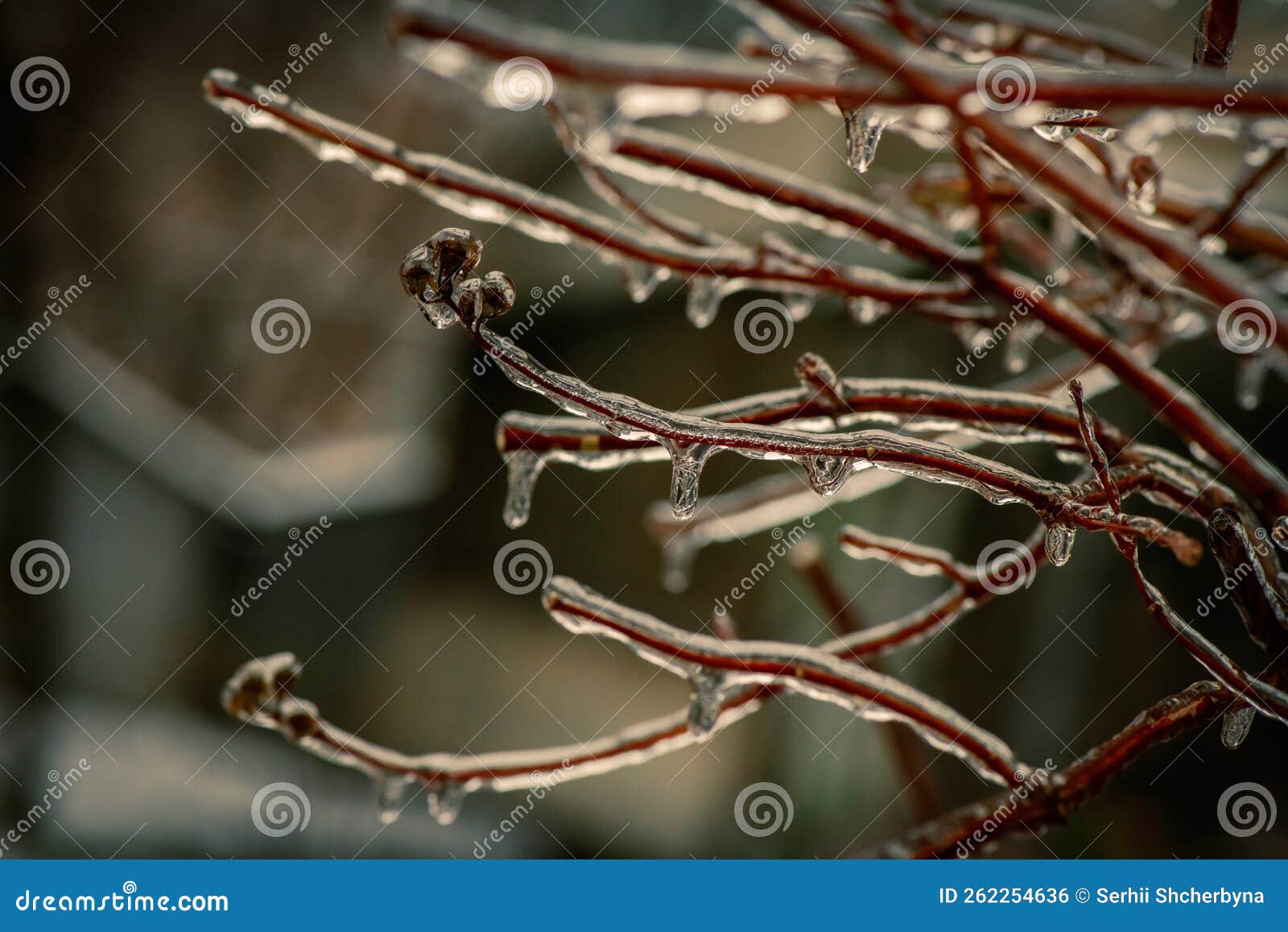 Tree Branches with a Layer of Ice on it during Freezing Rain in Winter ...