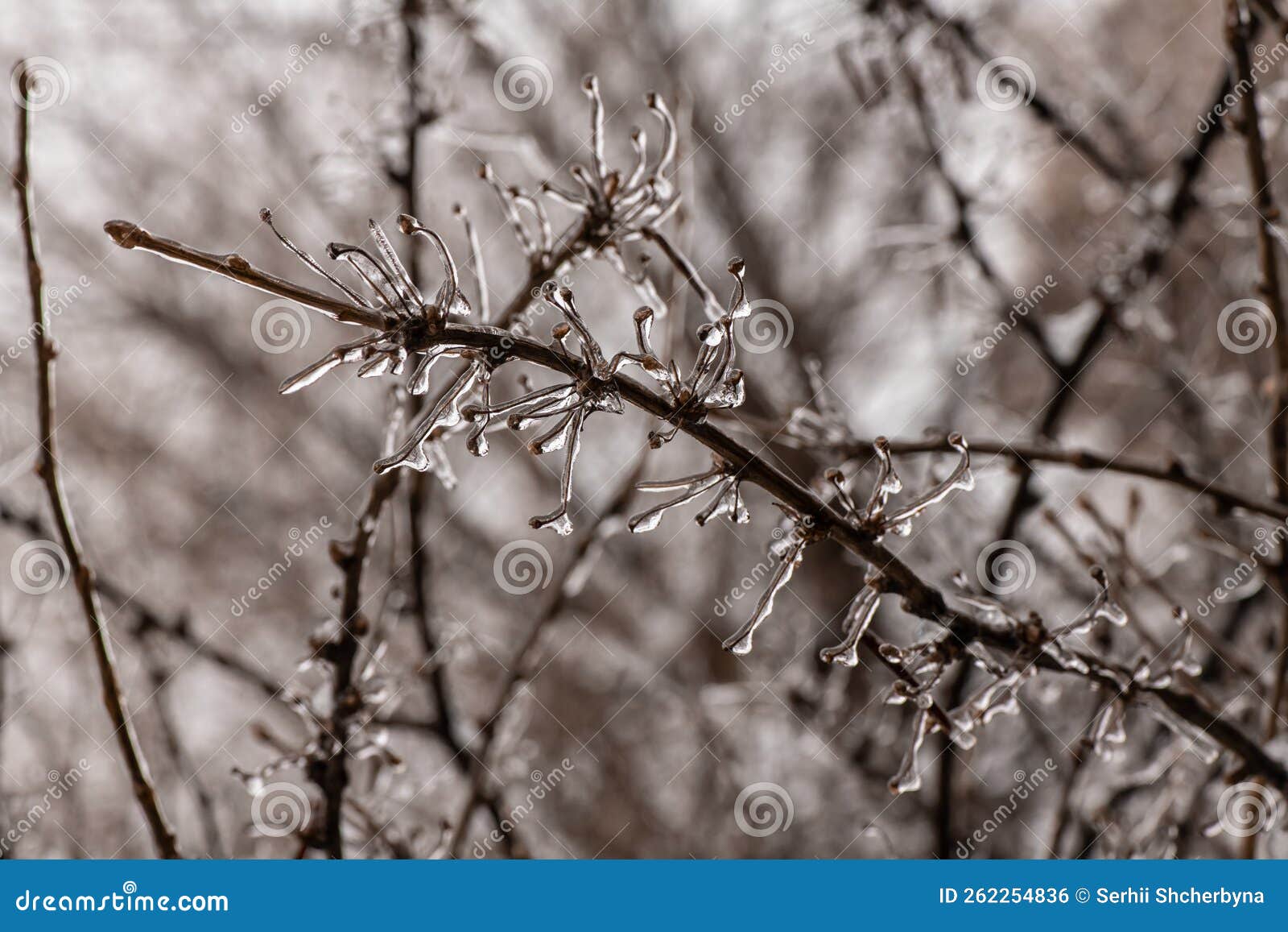 Tree Branches with a Layer of Ice on it during Freezing Rain in Winter ...