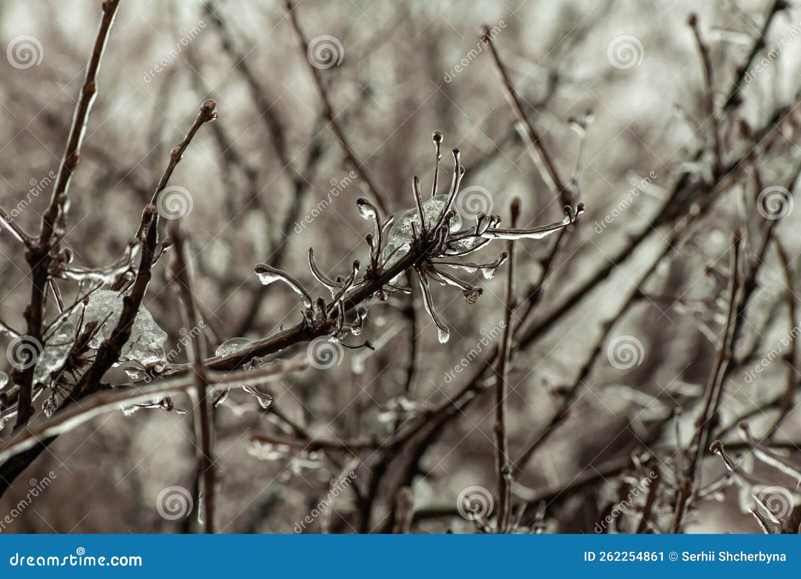 Tree Branches with a Layer of Ice on it during Freezing Rain in Winter ...