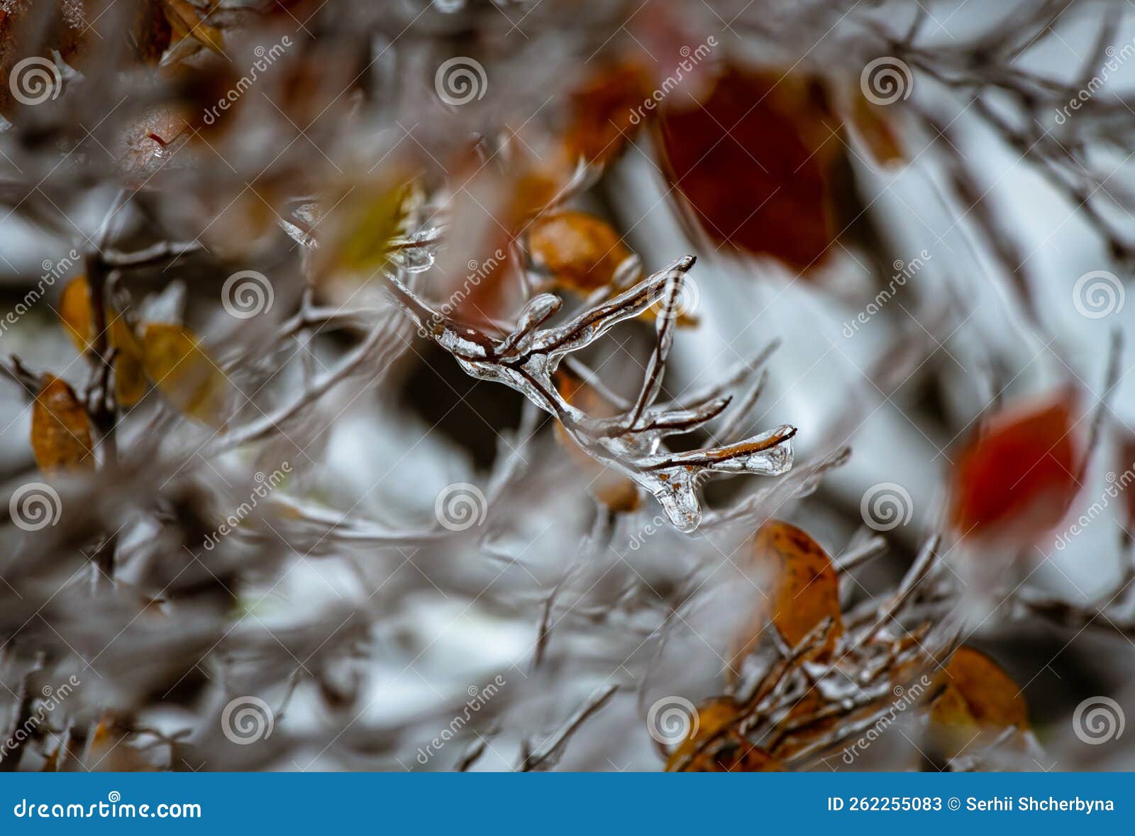 Tree Branches with a Layer of Ice on it during Freezing Rain in Winter ...