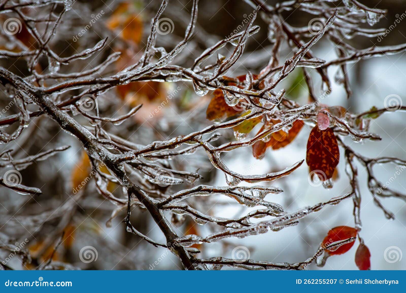 Tree Branches with a Layer of Ice on it during Freezing Rain in Winter ...