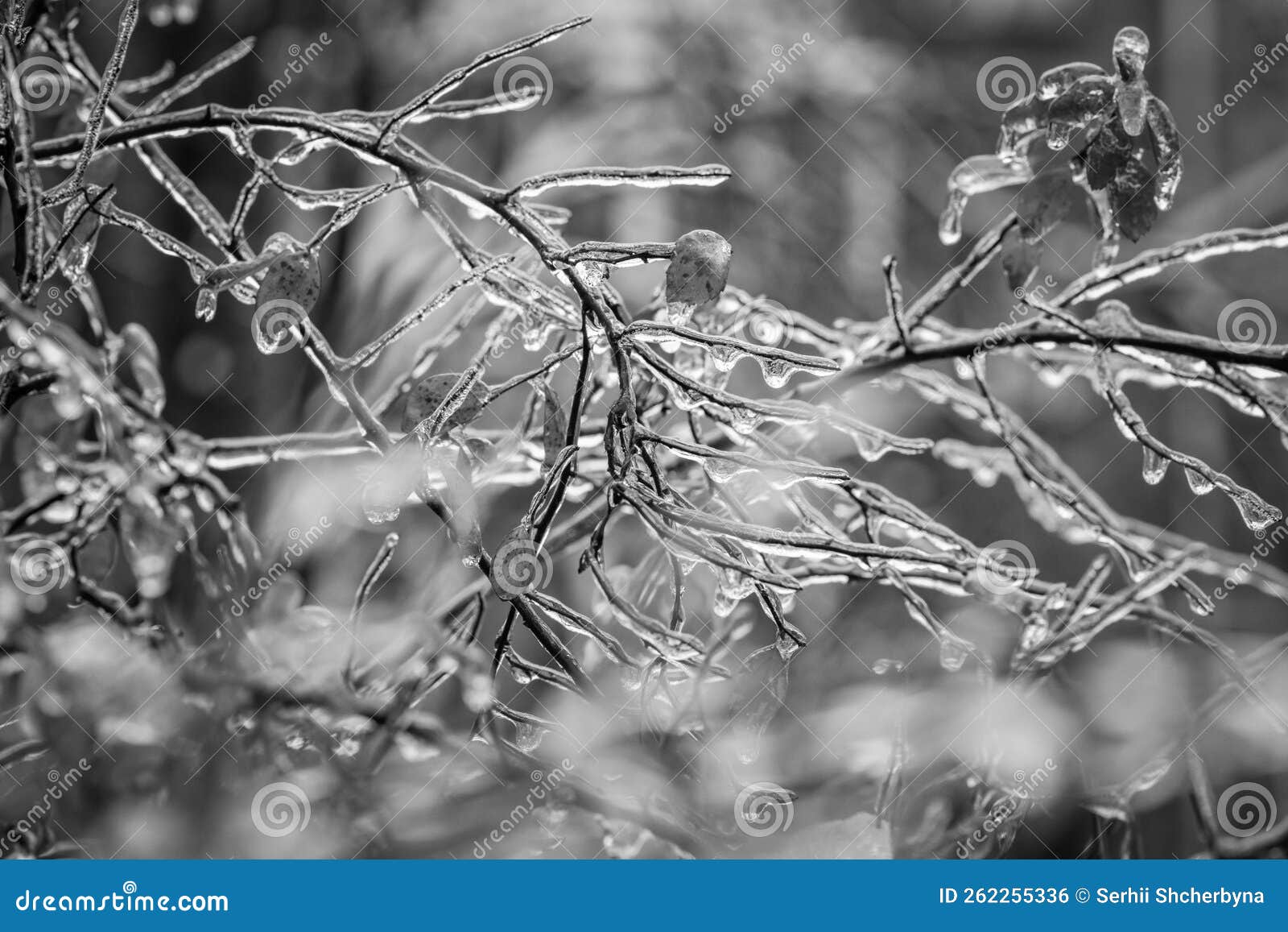 Tree Branches with a Layer of Ice on it during Freezing Rain in Winter ...