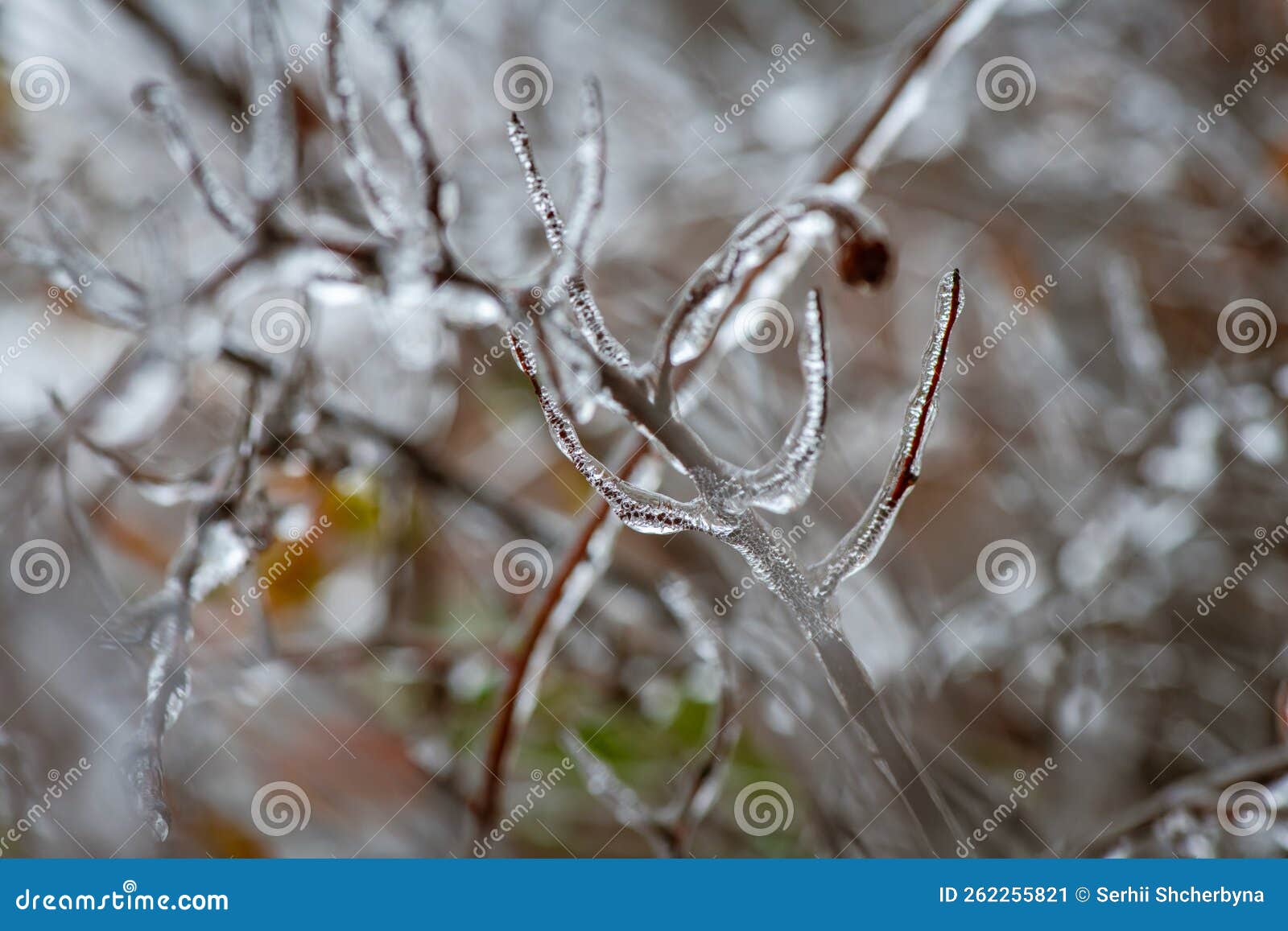 Tree Branches with a Layer of Ice on it during Freezing Rain in Winter ...