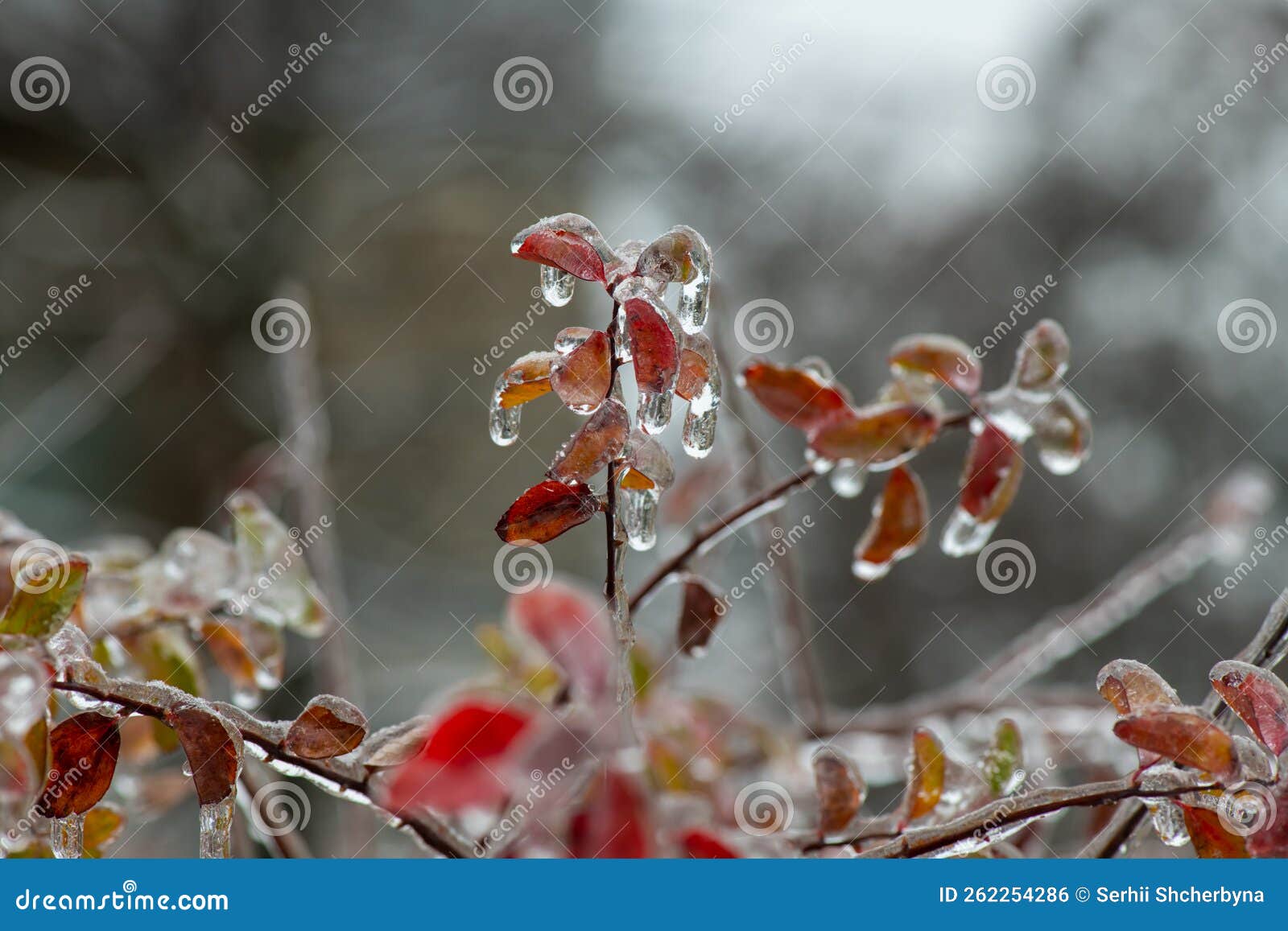 Tree Branches with a Layer of Ice on it during Freezing Rain in Winter ...