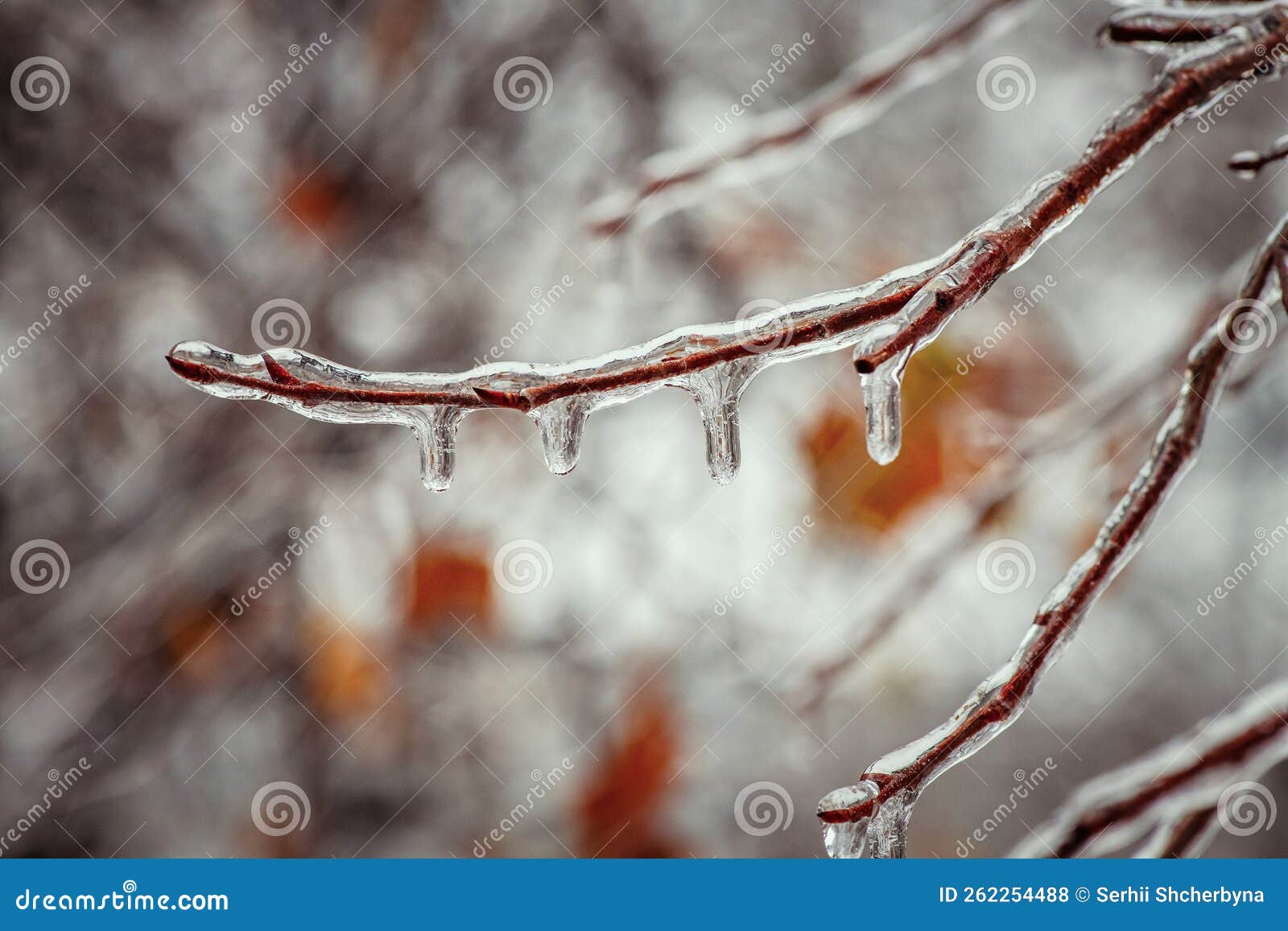Tree Branches with a Layer of Ice on it during Freezing Rain in Winter ...