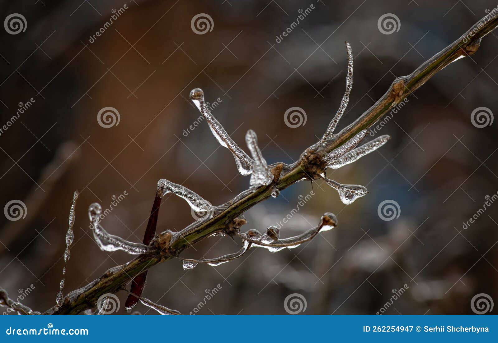 Tree Branches with a Layer of Ice on it during Freezing Rain in Winter ...