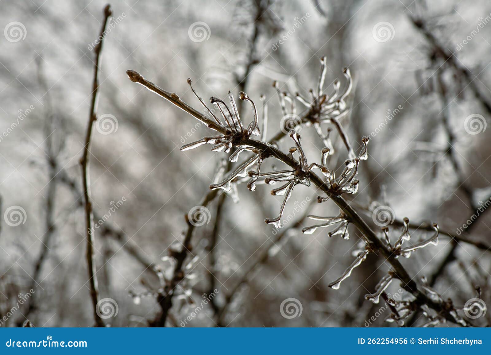 Tree Branches with a Layer of Ice on it during Freezing Rain in Winter ...