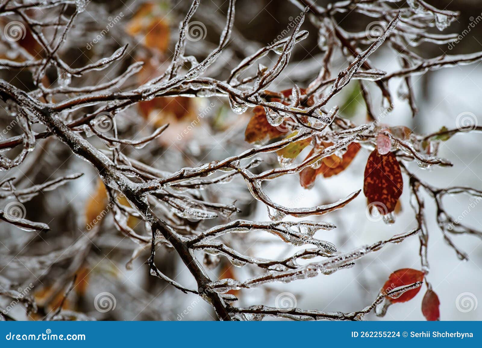 Tree Branches with a Layer of Ice on it during Freezing Rain in Winter ...