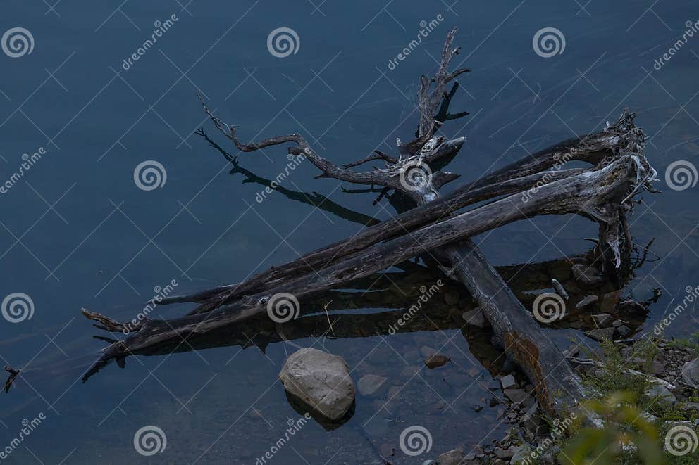 Tree Branches Laying in Shallow Water in a Shore Stock Photo - Image of ...