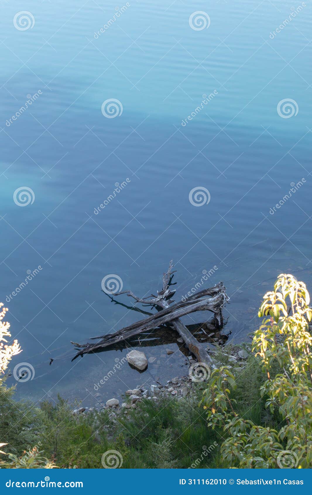 Tree Branches Laying in Shallow Water in a Shore Stock Photo - Image of ...