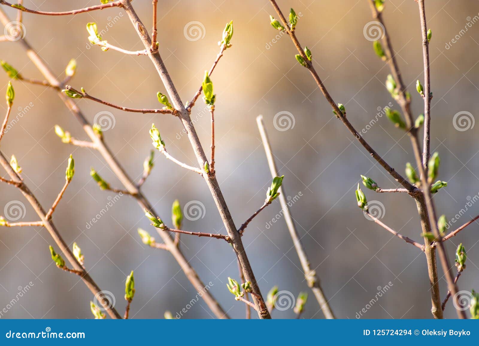 Tree Branches with Leaf Buds in Spring. Stock Photo - Image of buds ...