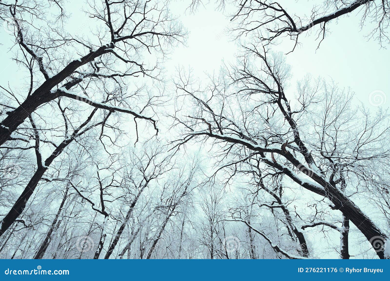 Tree Branches without Leaf Covered by Snow on Winter Sky Background ...