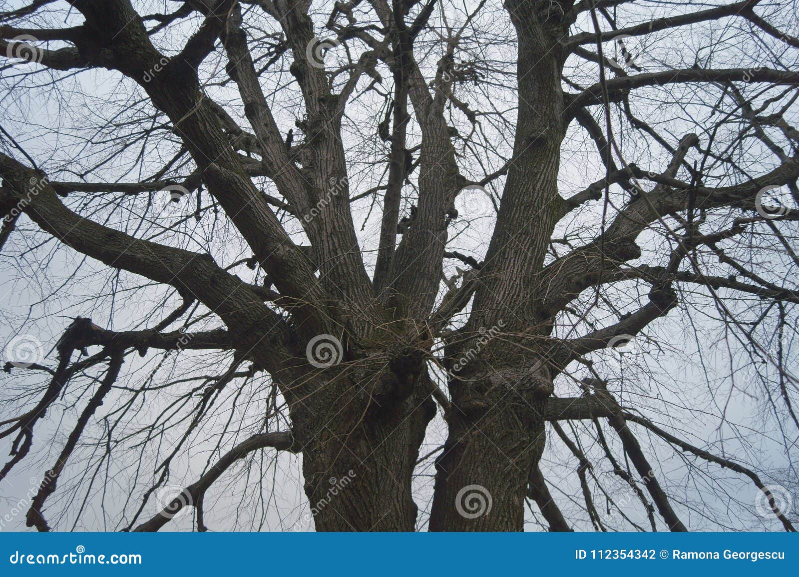 Tree branches leafless stock photo. Image of twig, muscles - 112354342
