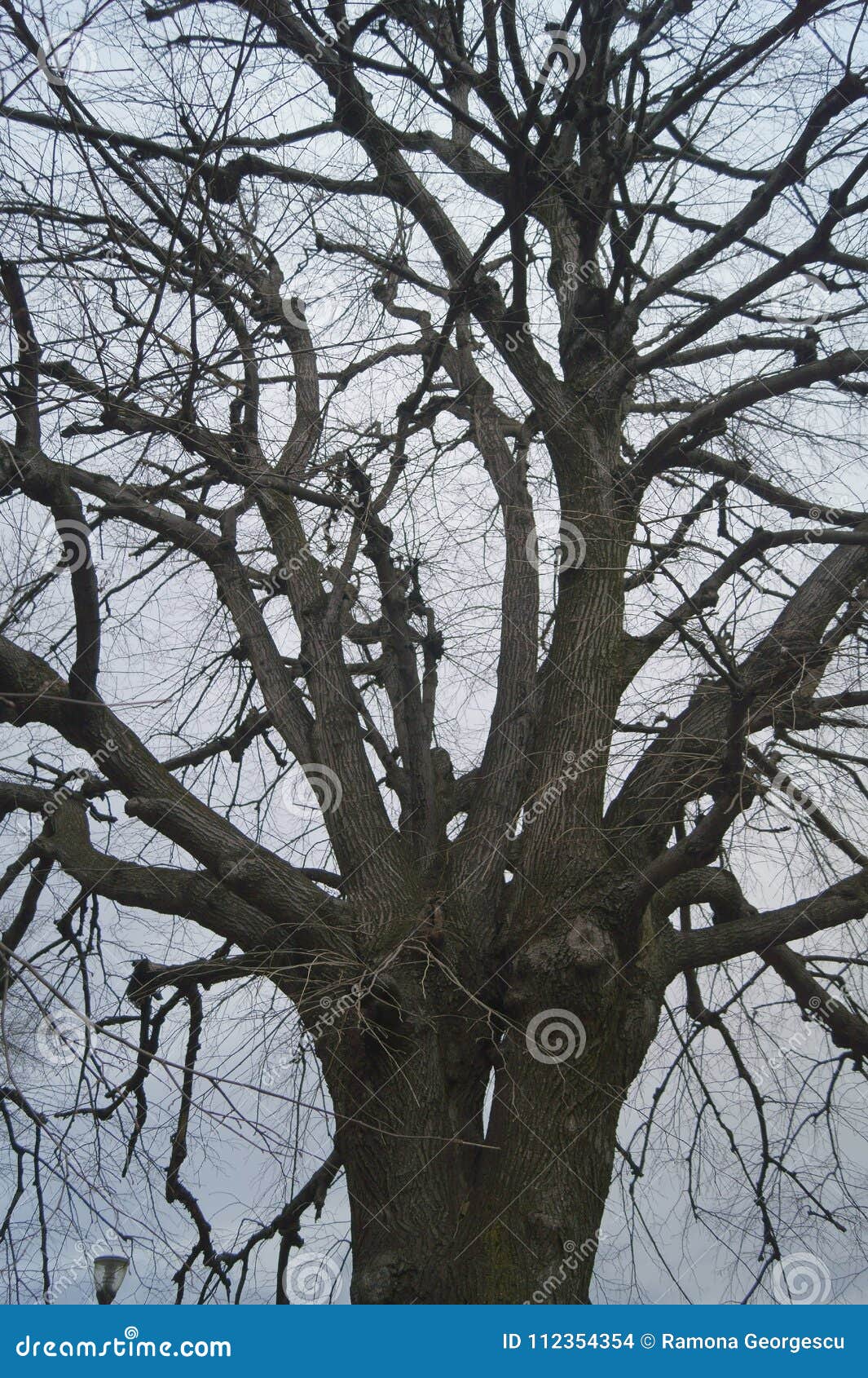 Tree branches leafless stock photo. Image of stem, bark - 112354354
