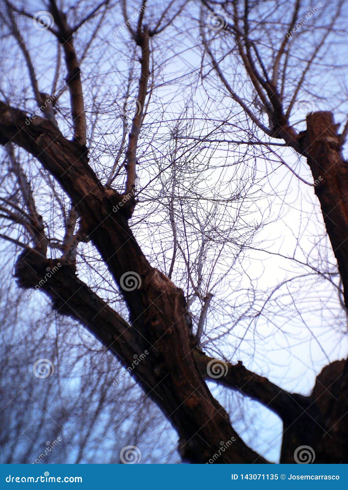 Tree Branches without Leaves in Autumn in the Garden Stock Image ...