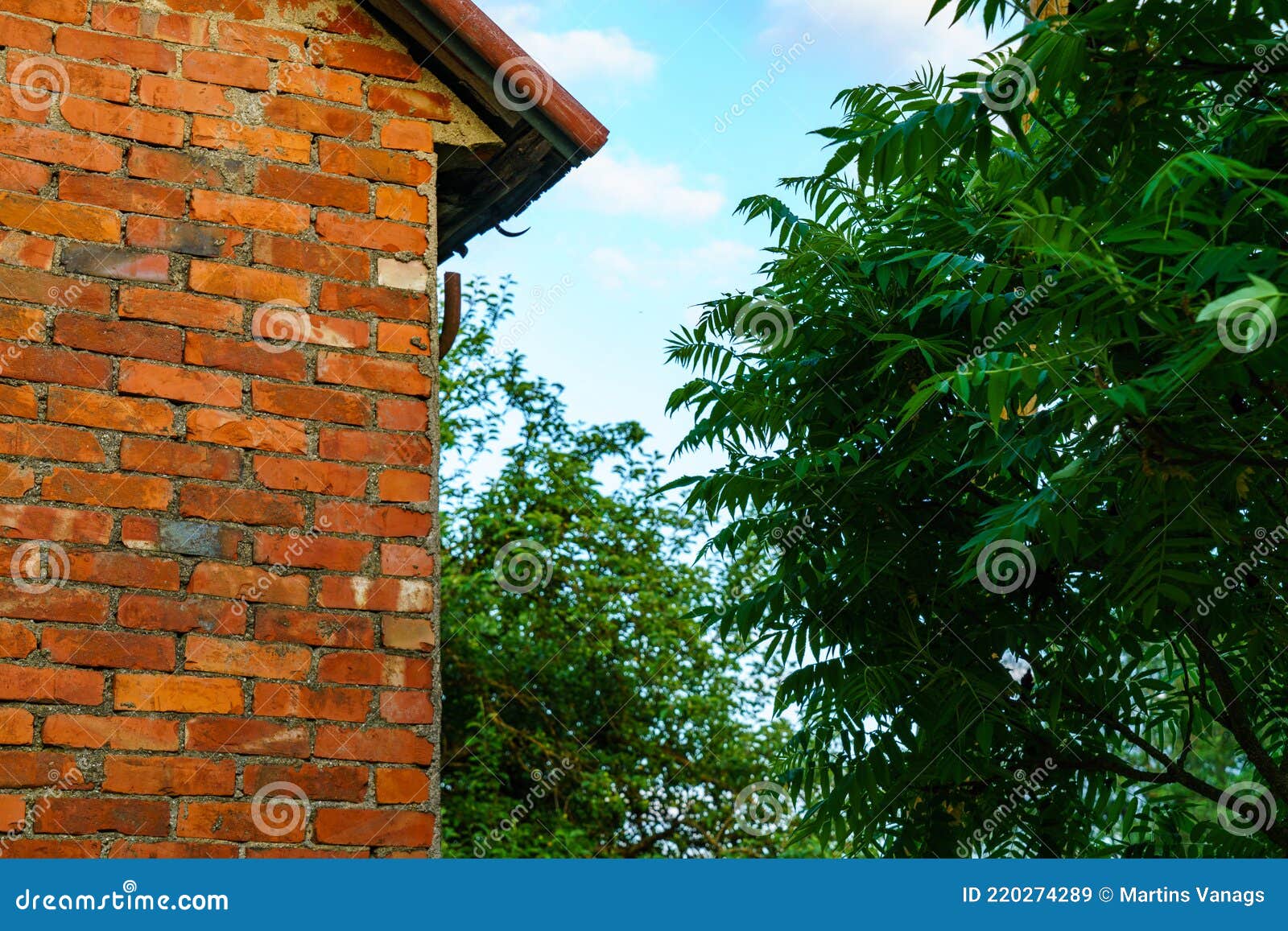 Tree Branches with Leaves and Brick Wall of the House Stock Image ...