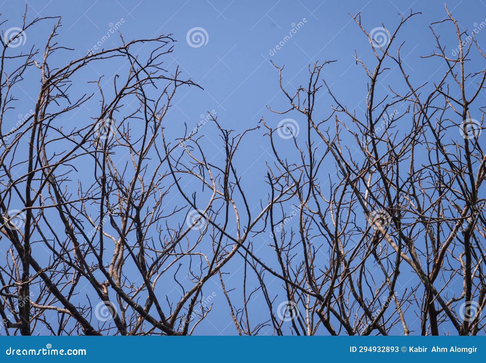 Tree Branches without Leaves, Close Up View Stock Image - Image of bare, flower: 294932893