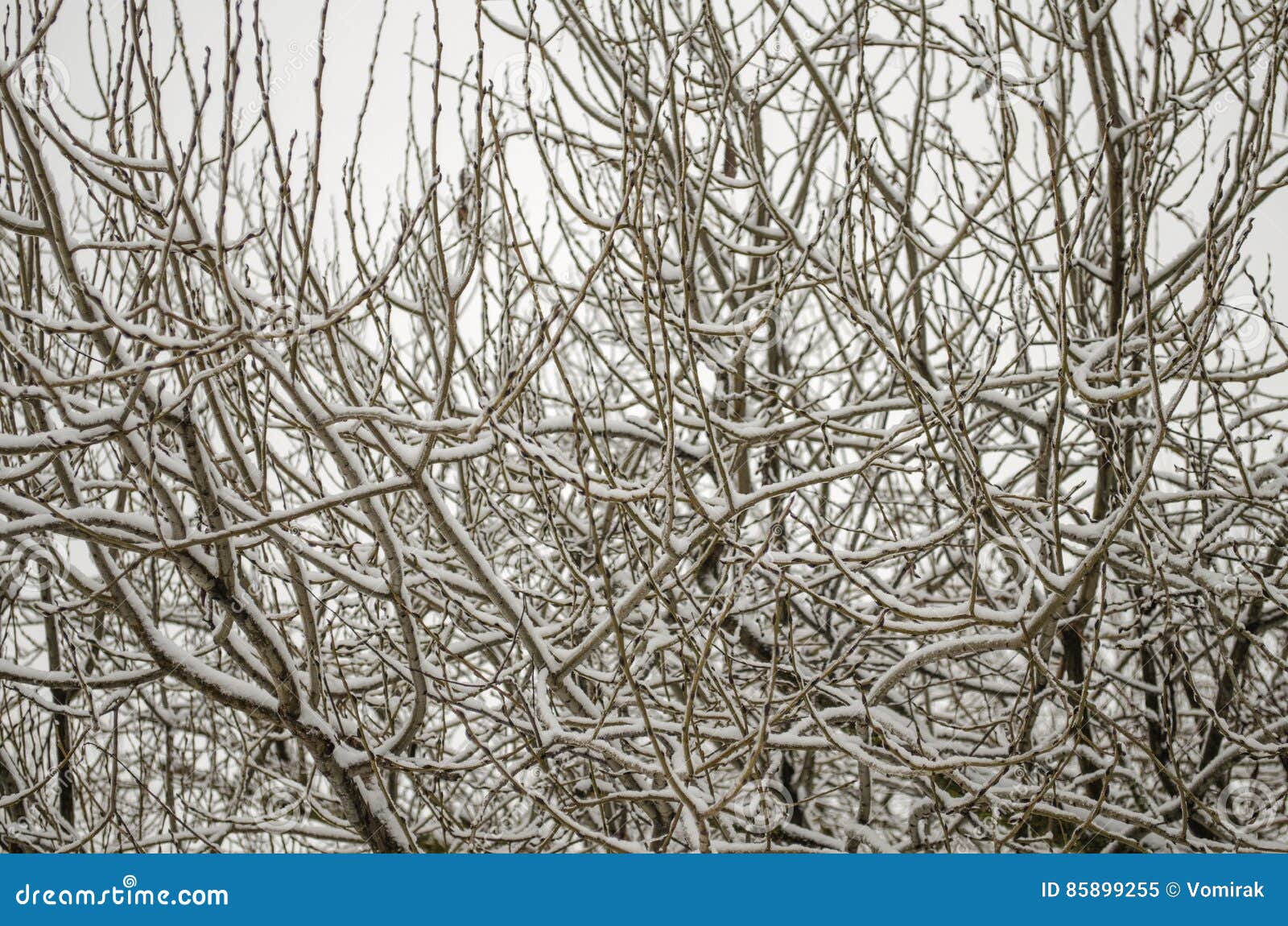 Tree Branches without Leaves Stock Image - Image of keywords, outdoor ...