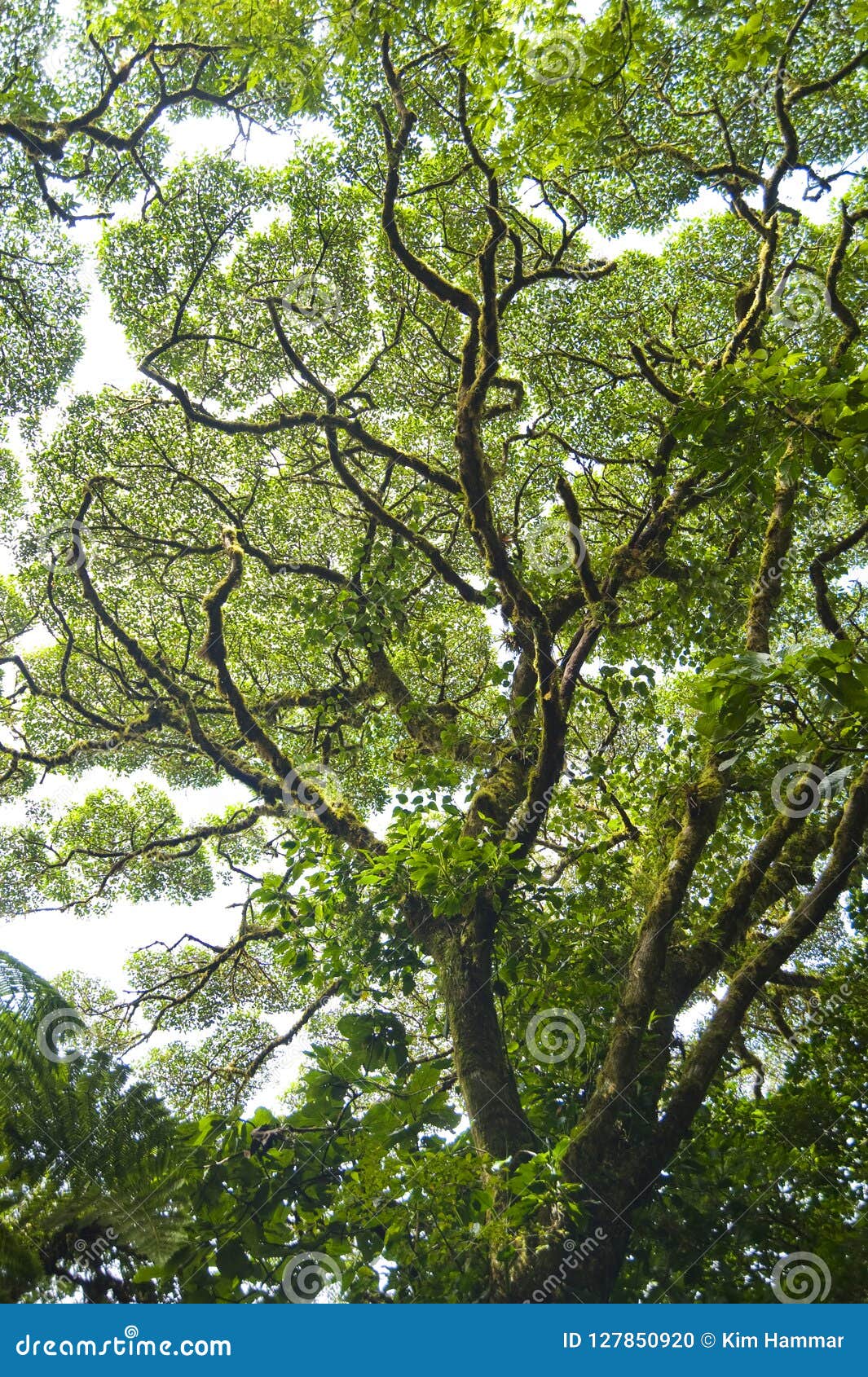 Tree Branches and Leaves Create Patterns Against the Sky. Stock Photo ...