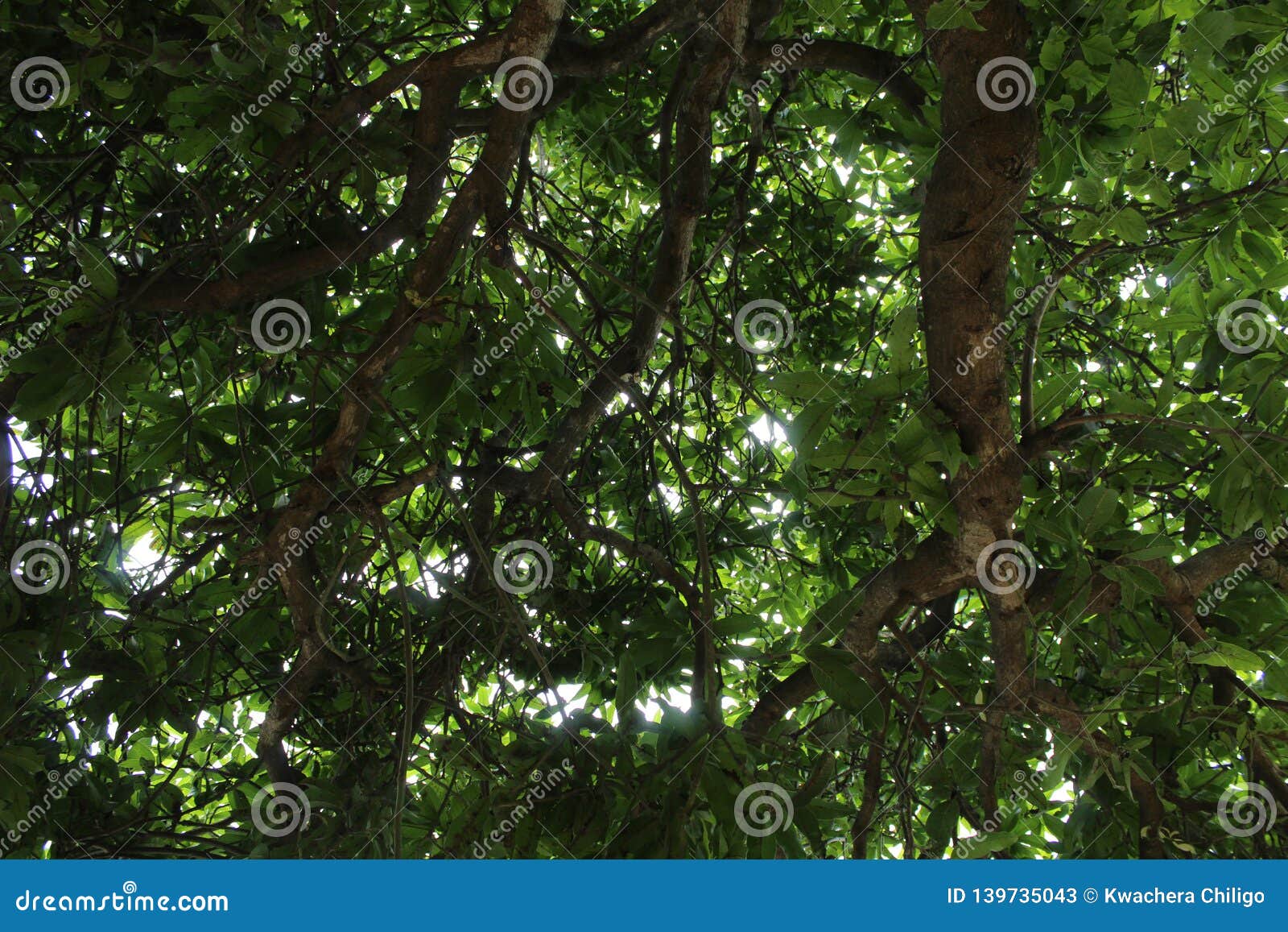 Tree Branches and Leaves Canopy Stock Image - Image of canopy, bright ...