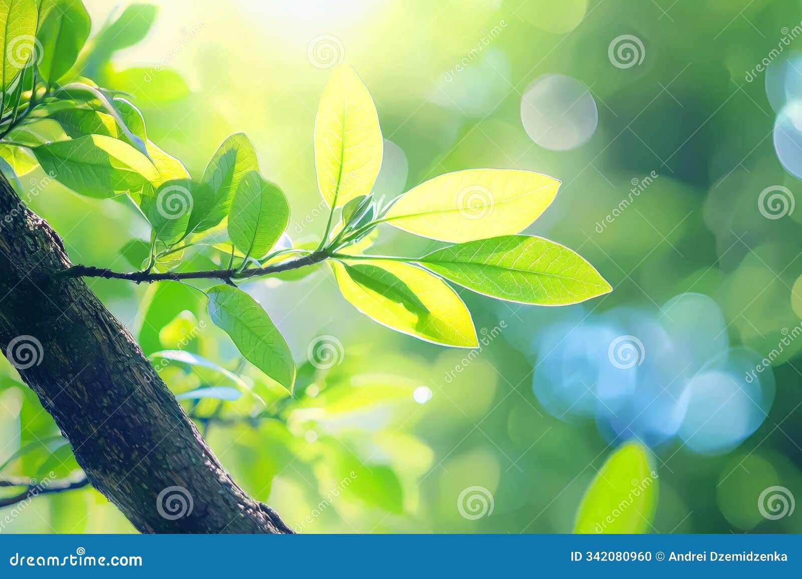 Tree Branches and Leaves Isolated on White. Stock Photo - Image of ...